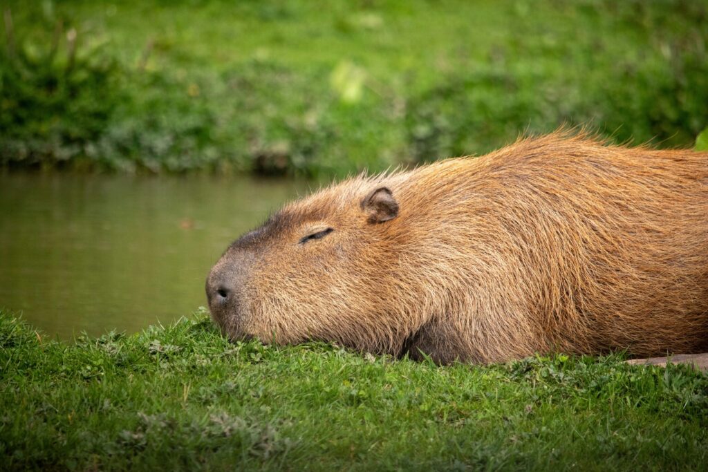 【rails】system spec（Capybaraを使いこなす） | わたいろブログ